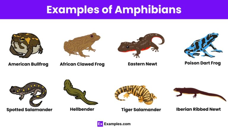 10 Examples of Amphibians Animals - Vetcage.com