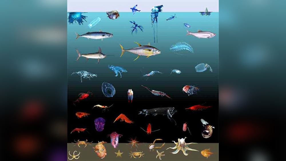 Animals That Live Deep in the Ocean: Mysterious Creatures Revealed ...