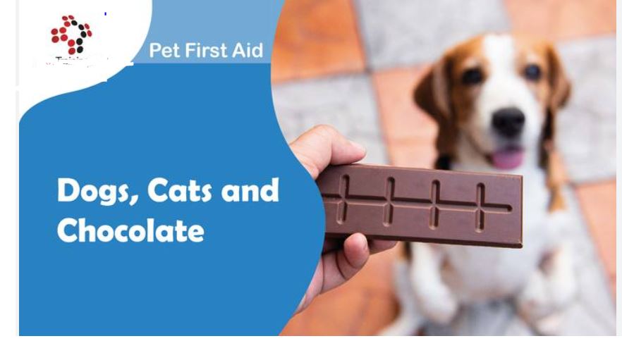 Dog Chocolate First Aid: Quick Steps to Save Your Pet - Vetcage.com