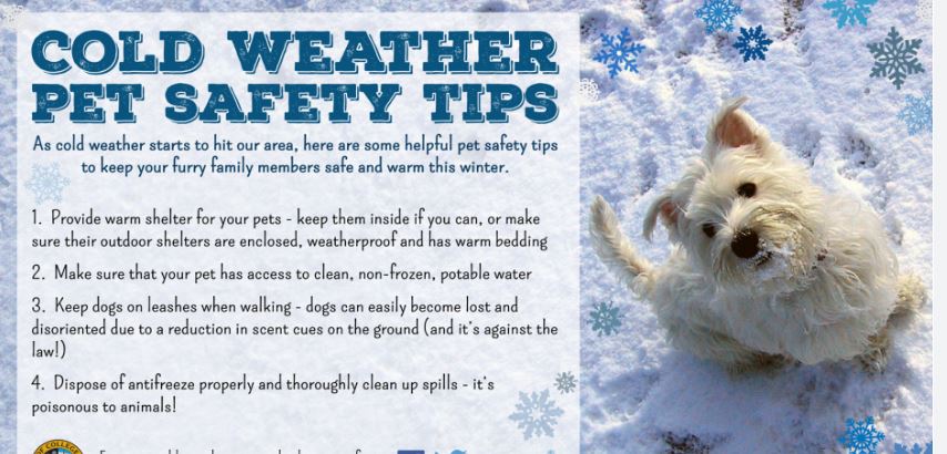 10 Essential Cold Weather Pet Tips in Winter - Vetcage.com
