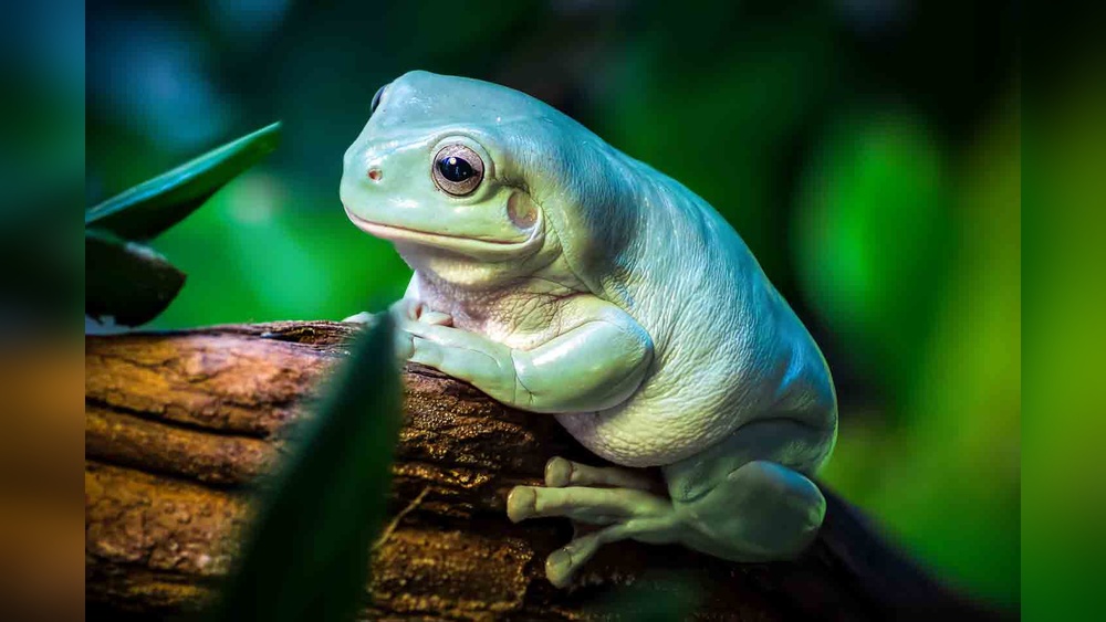 Different Types of Frogs for Pets: Top Picks for Beginners - Vetcage.com