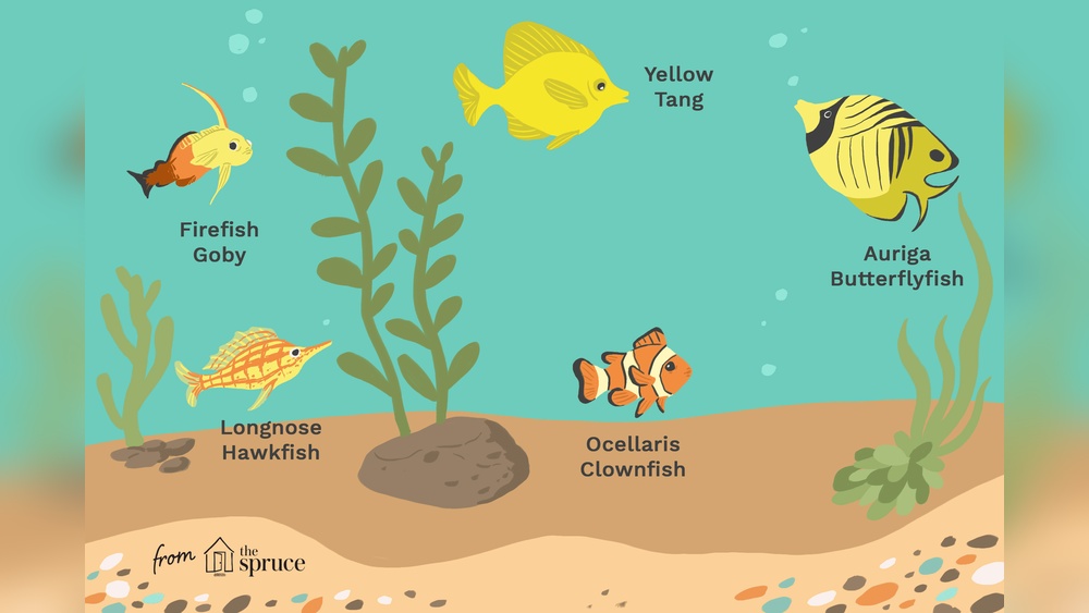 Different Types of Saltwater Fish for Aquariums: Top Stunning Picks ...