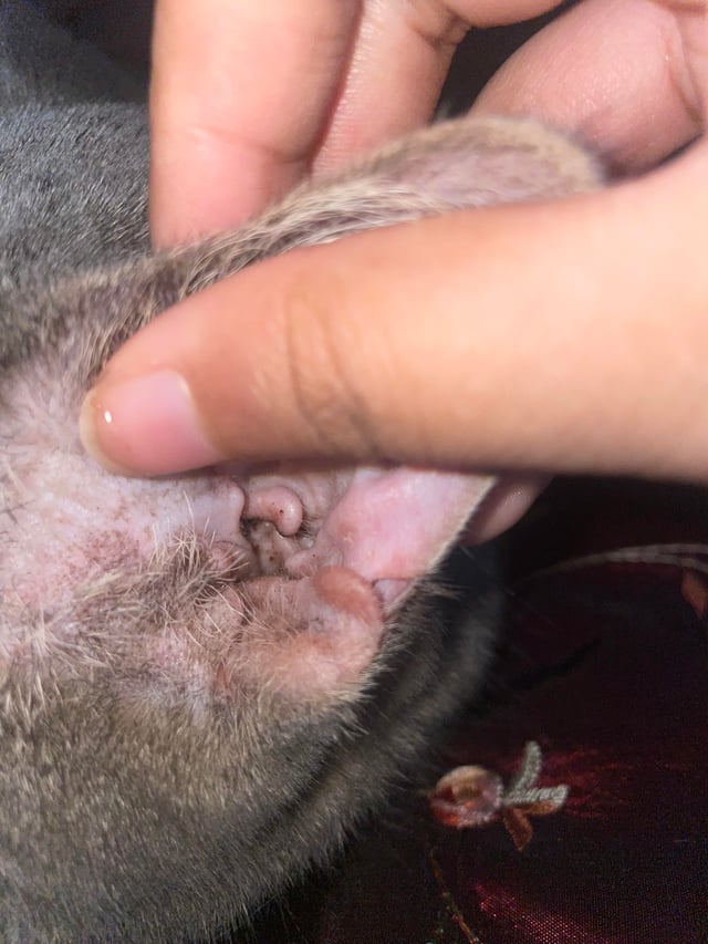 Ear Lice in Cats: Ultimate Guide to Fast Relief and Prevention ...