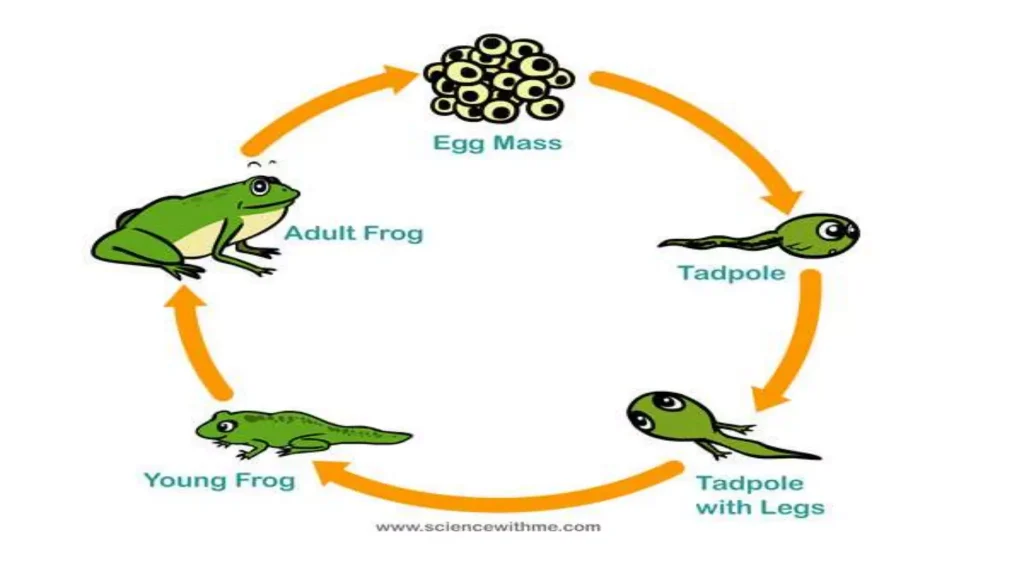 Life Cycle of an Amphibian Year 5: Fun Facts and Easy Learning ...