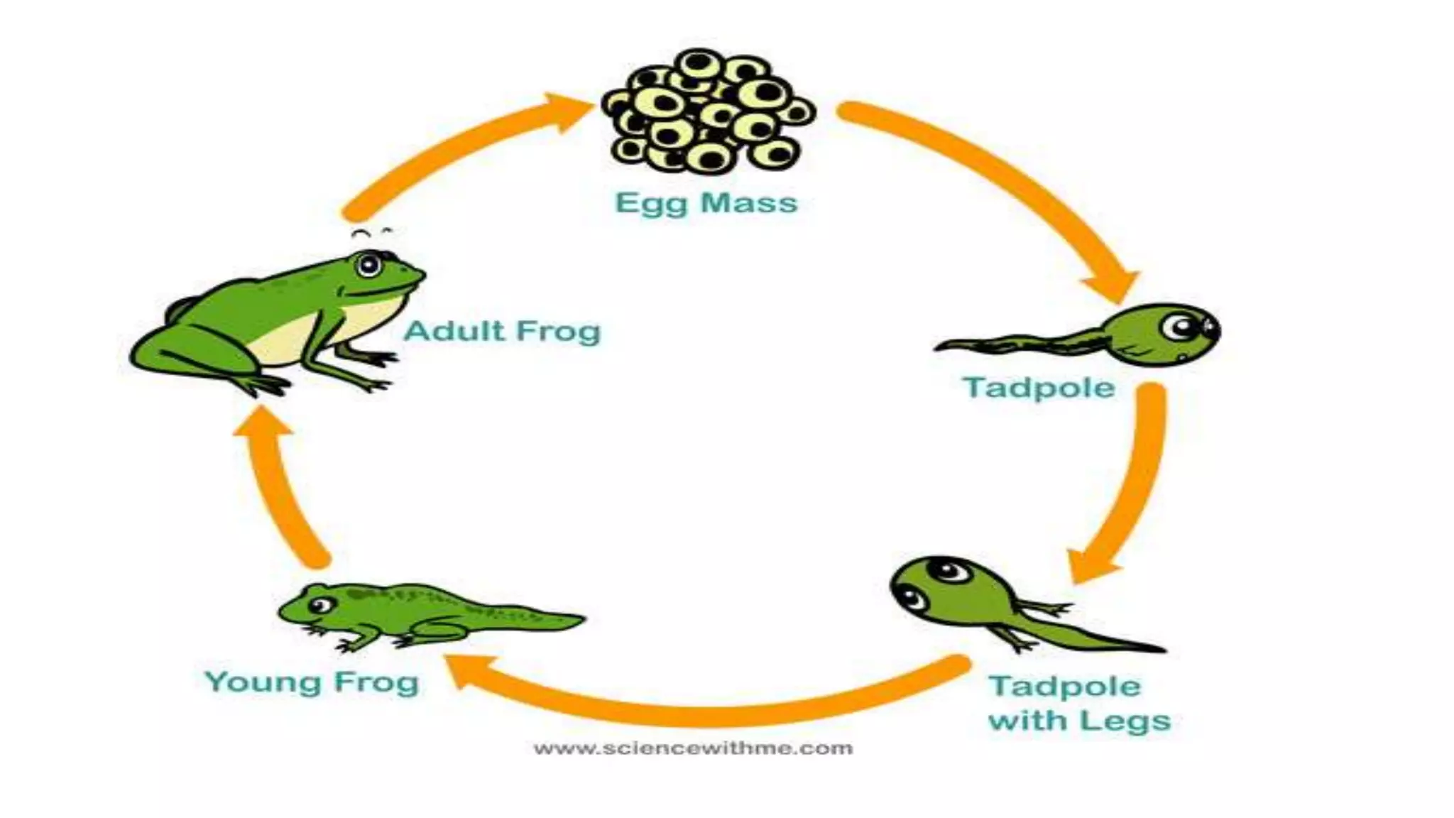 Life Cycle of an Amphibian Year 5: Fun Facts and Easy Learning ...