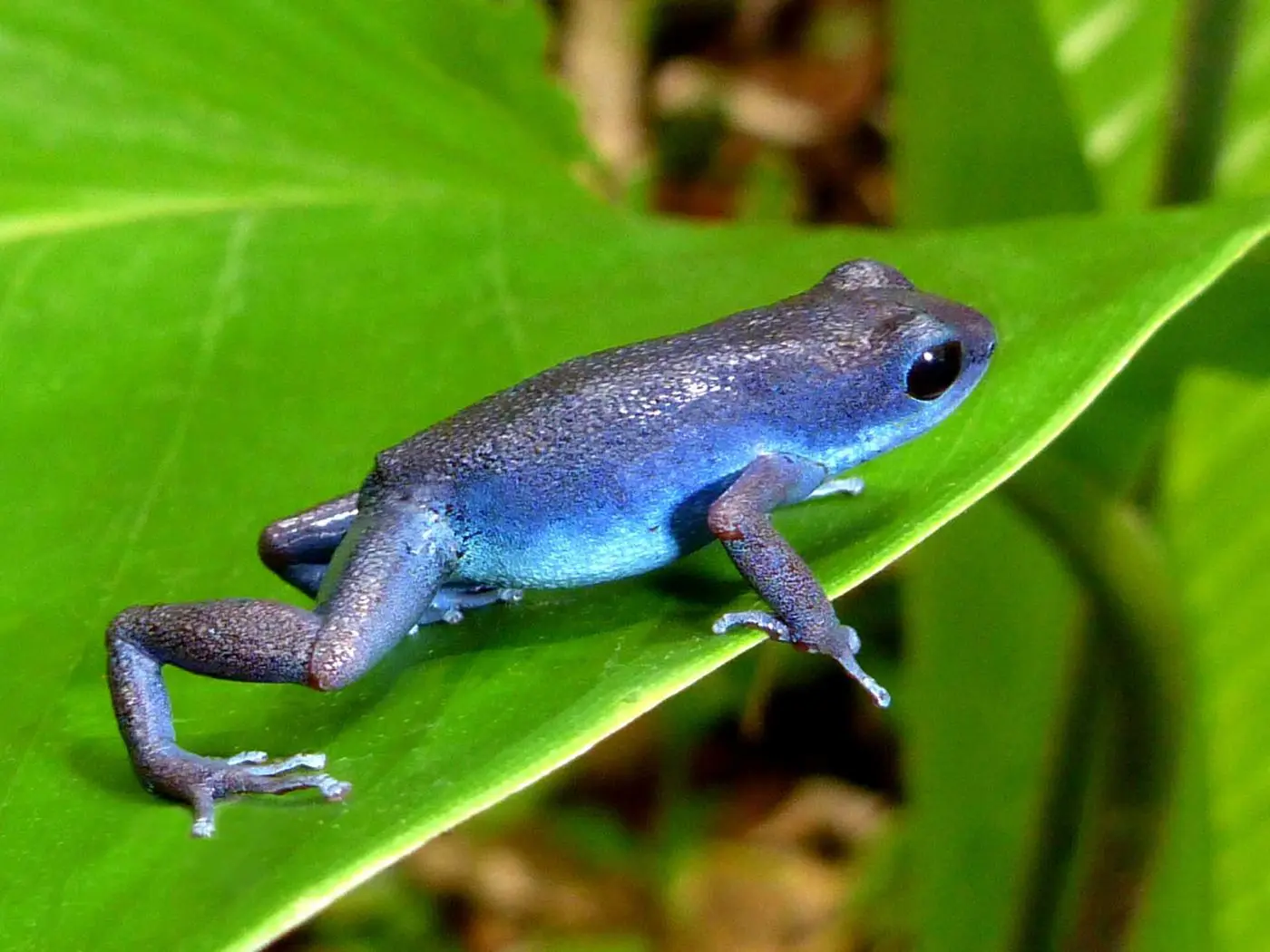 Poison Dart Frog in the Tropical Rainforest: Stunning Colors & Secrets ...