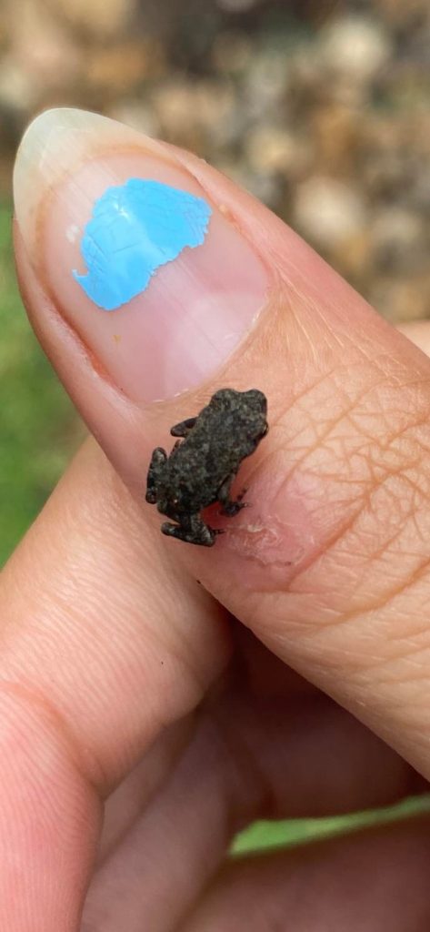 Small Black Frogs in My Yard: Surprising Facts You Should Know ...