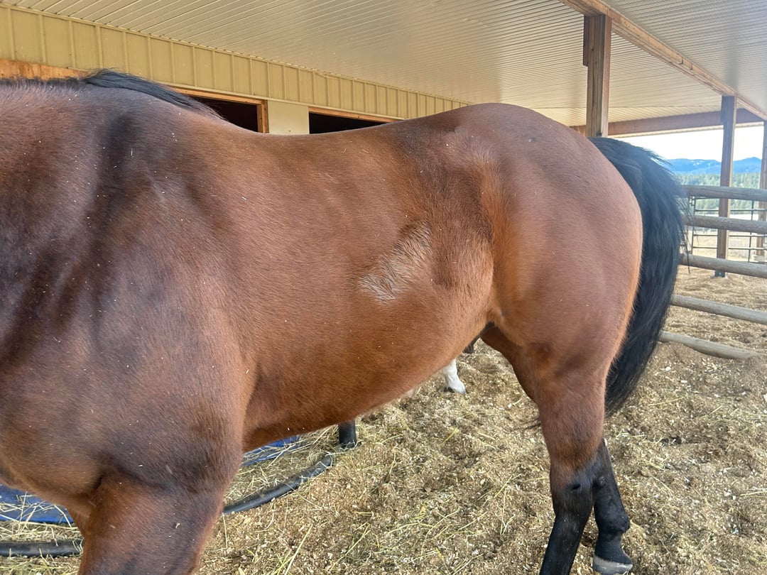 Symptoms of Ulcers in Horses: Key Signs Every Owner Must Know - Vetcage.com