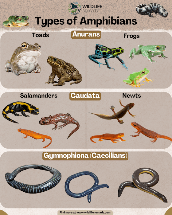 What are the Main Characteristics of Amphibians: Key Facts Explained ...