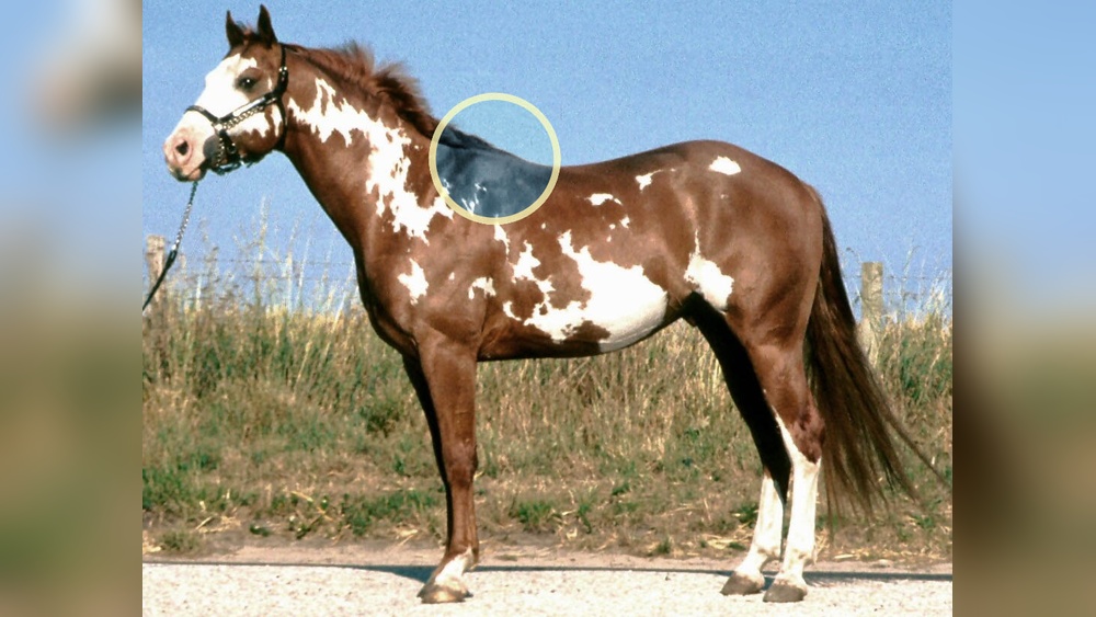 Where are the Withers on a Horse: Essential Guide for Riders - Vetcage.com