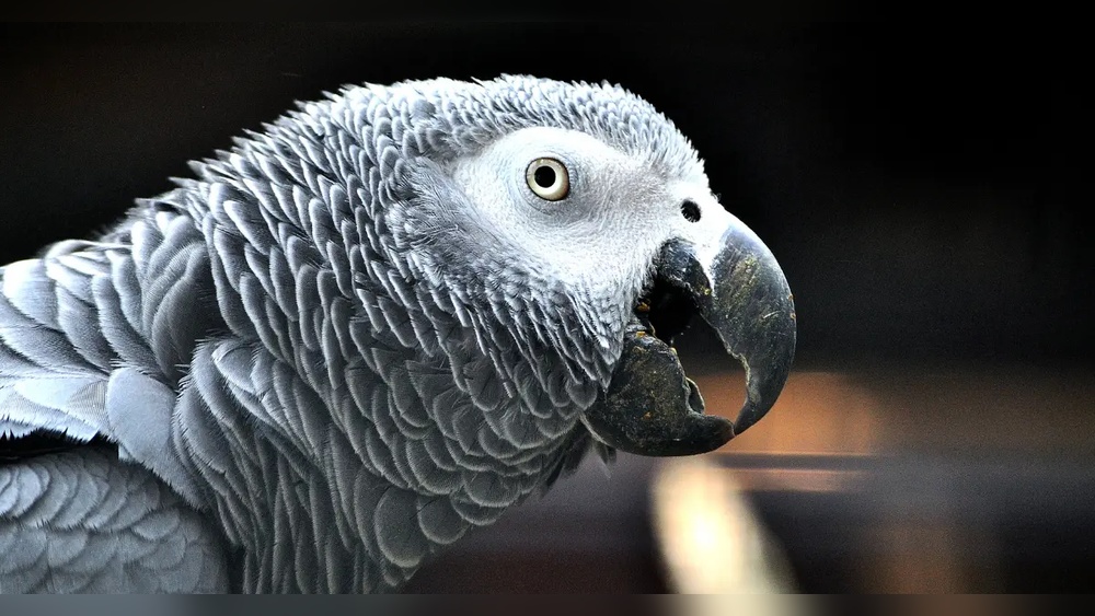 Birds That Talk Like Humans: Amazing Talking Bird Species Revealed ...