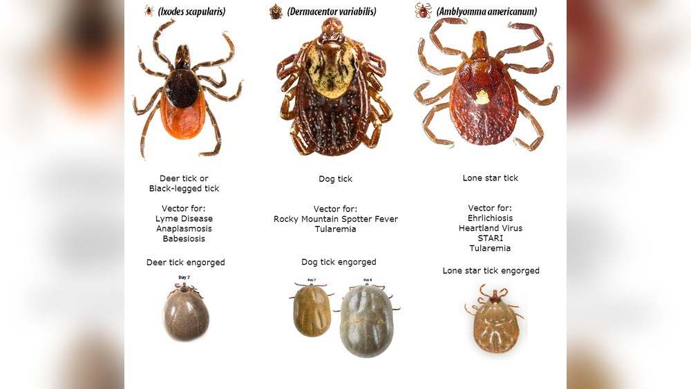 What to Do If You Find a Tick on Your Horse: Essential Safety Tips ...