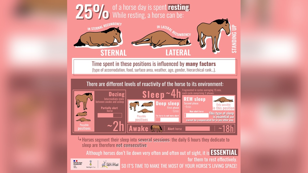 Why Don'T Horses Sit Down: Surprising Facts Revealed - Vetcage.com